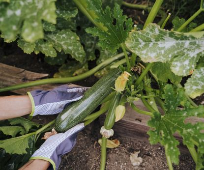 How to identify and combat zucchini pests for healthy plants | Homes ...
