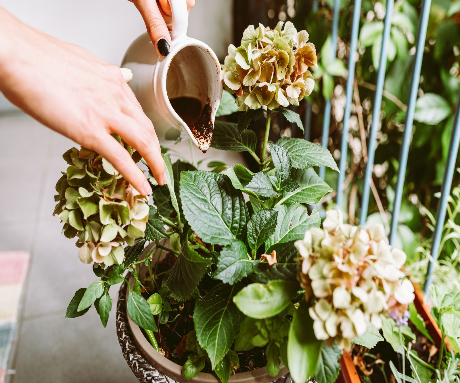 9 plants that like coffee grounds: reuse your daily brew in the yard ...