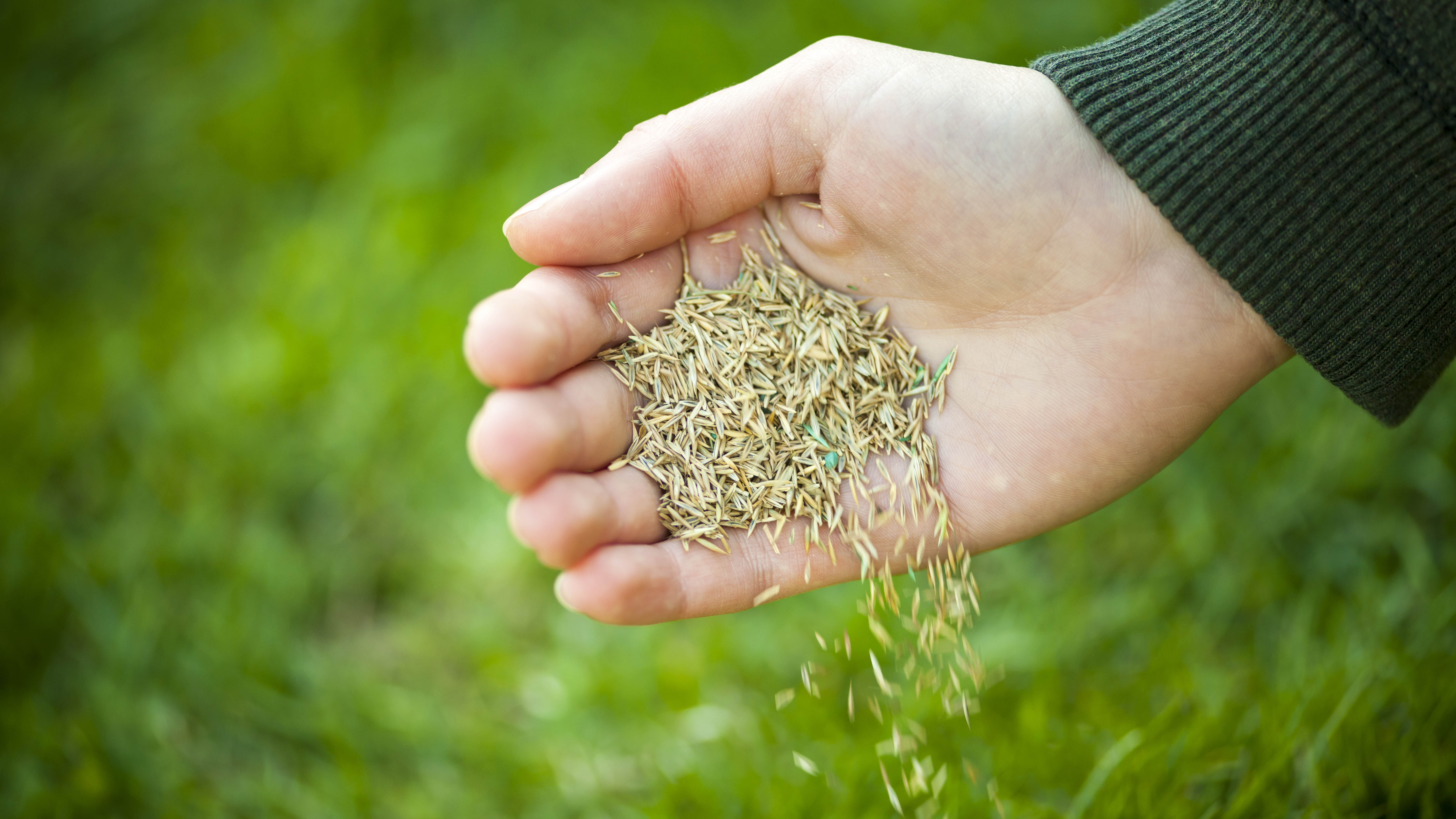 How Often Should You Fertilize Your Lawn And When To Do It Tom s Guide