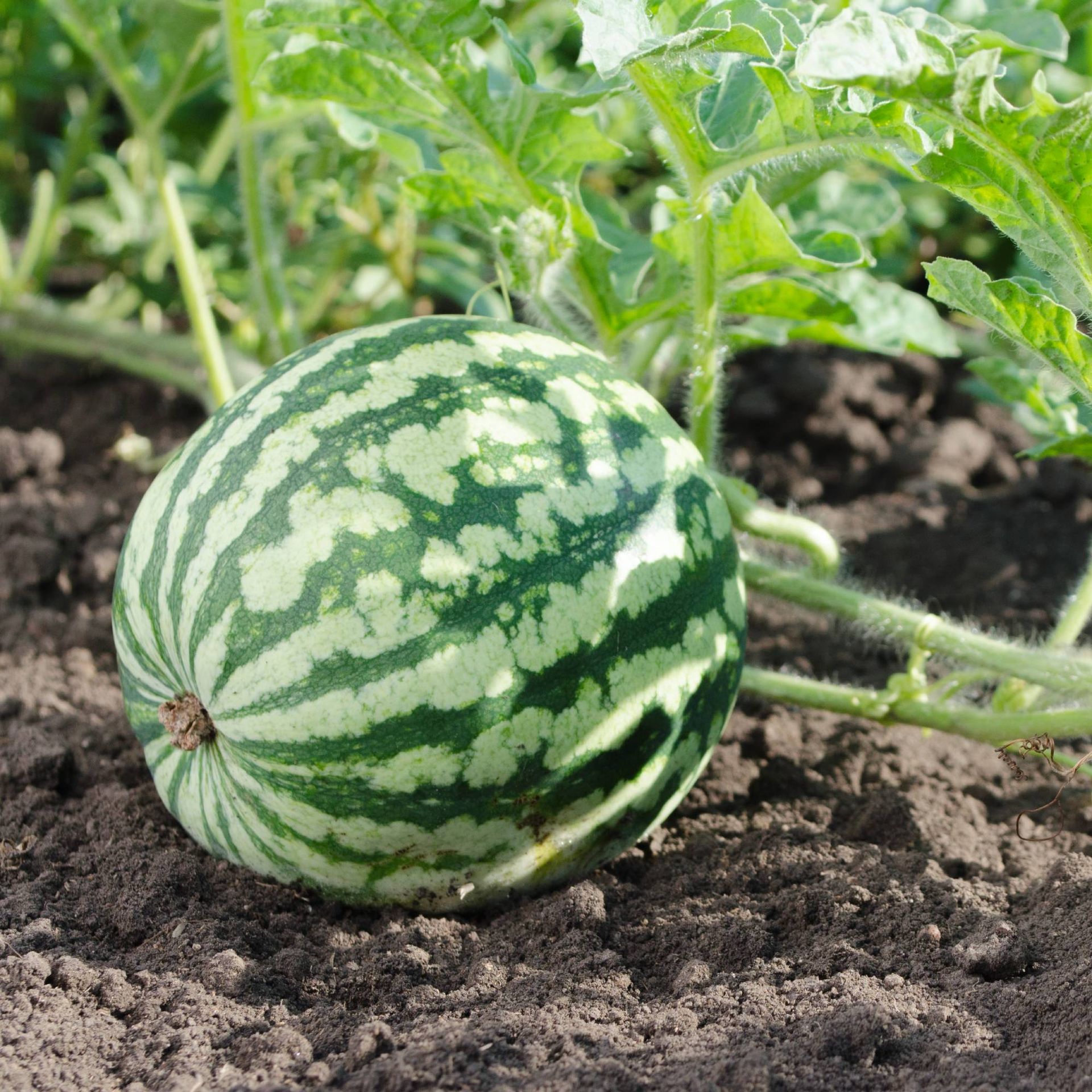 Tips & Information about Watermelons | Gardening Know How