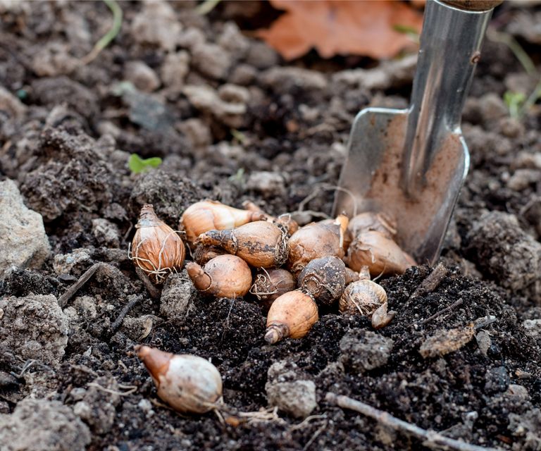 Snowdrop Flower Care: How To Grow This Early Spring Bloomer | Gardening ...