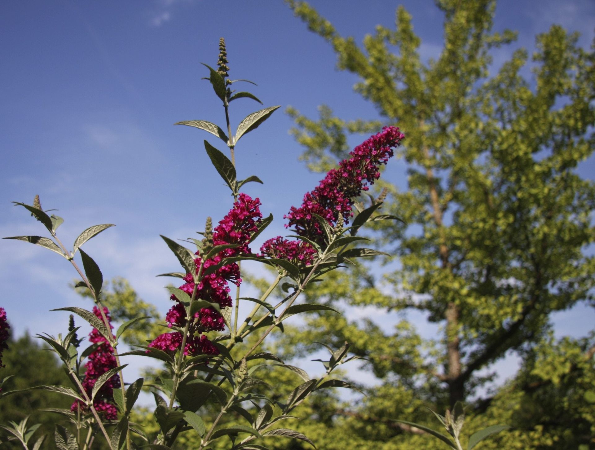 Butterfly Bush Control - Is Butterfly Bush An Invasive Species ...