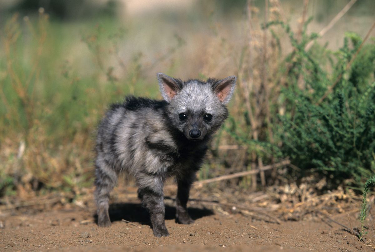 Aardwolf: The weirdo hyena cousin that eats 300,000 termites each night ...