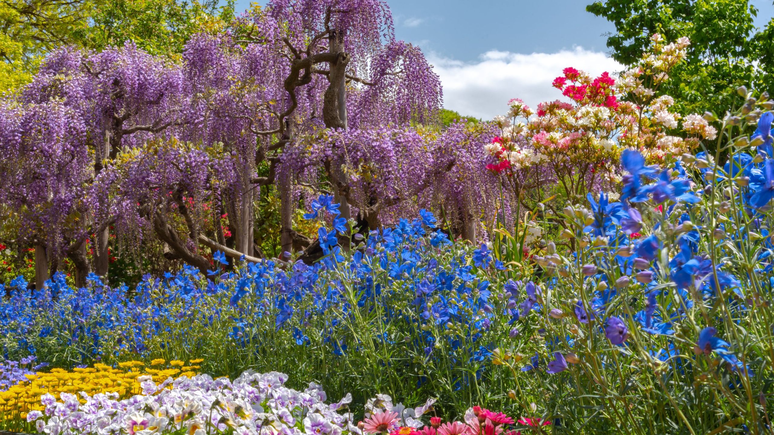 The One High-Maintenance Plant Gardeners Say Is Worth the Effort ...