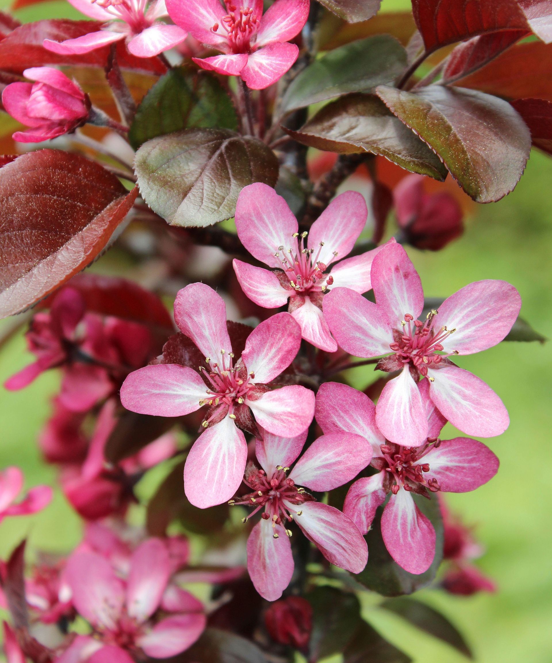 Best pink flowering trees for pots: 5 compact varieties | Homes and Gardens