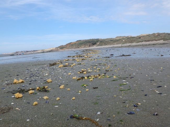 Photos: Weird Yellow Fluff Balls Wash Up on French Beaches | Live Science