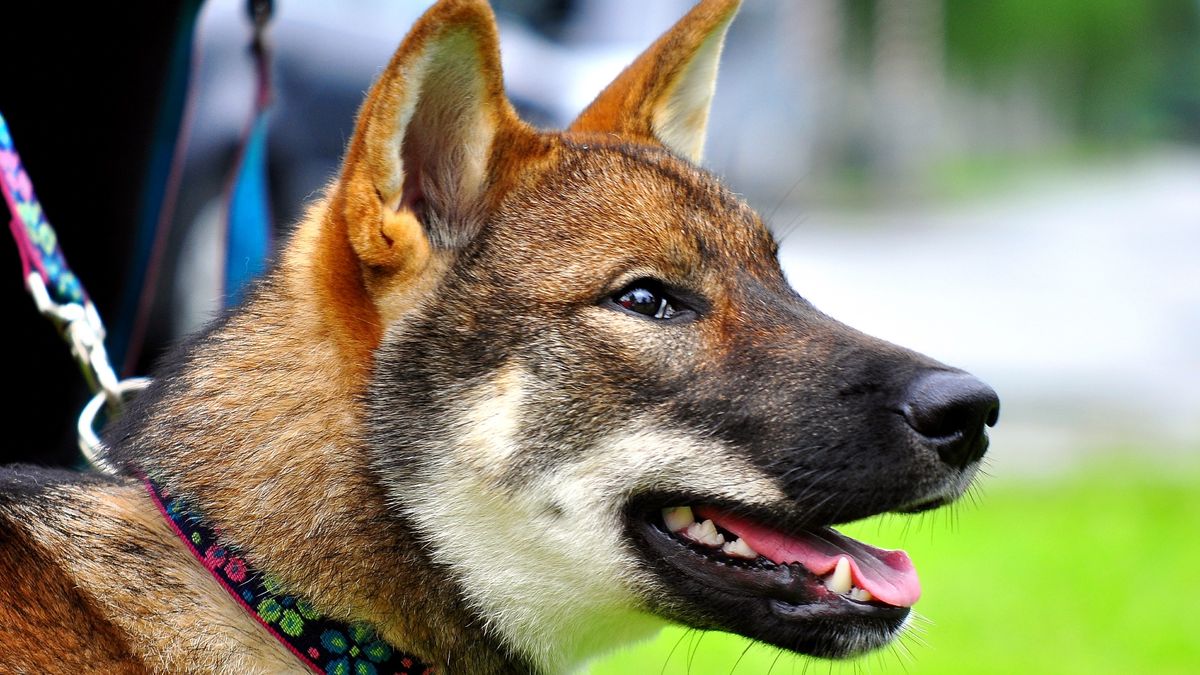 8 Japanese dog breeds you should say Konnichiwa to | PetsRadar