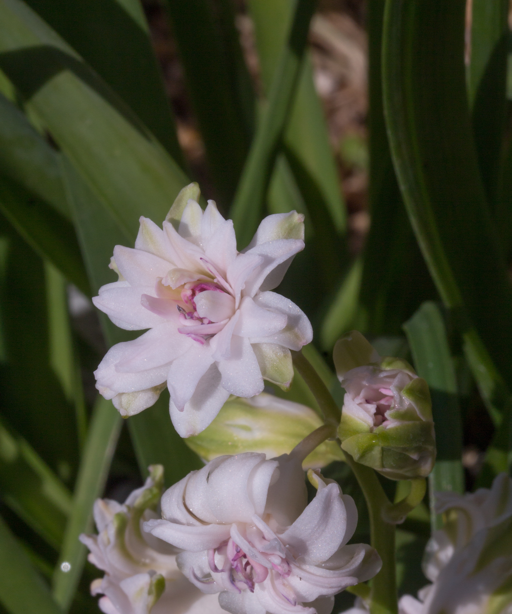 Best hyacinth varieties – 15 seasonal bulb choices | Homes and Gardens