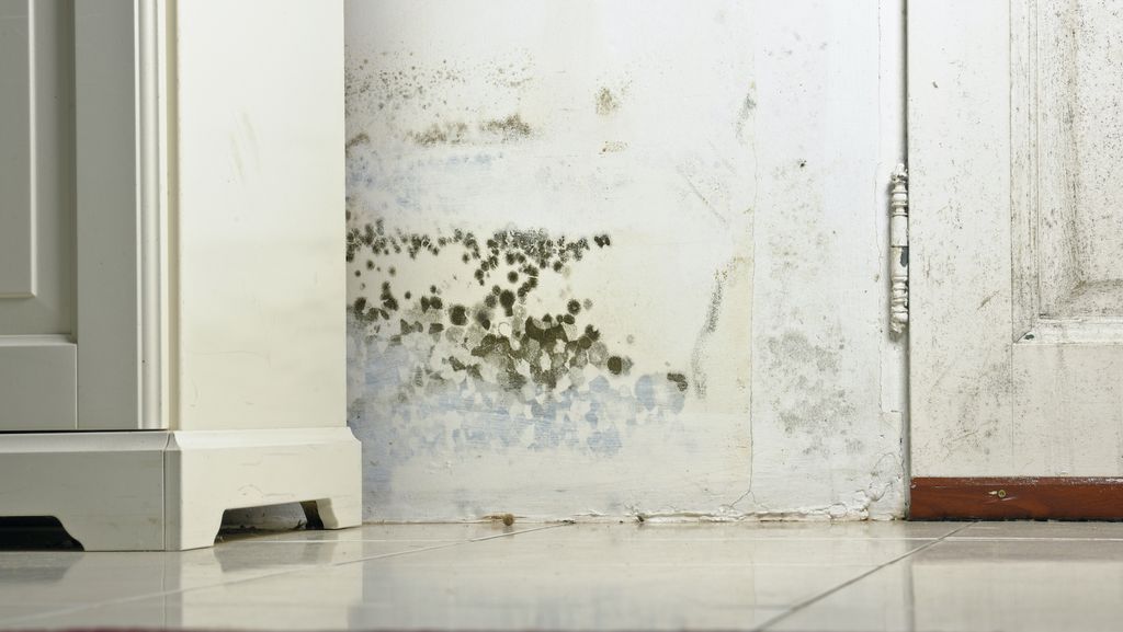 What is the best type of dehumidifier for cold weather? If you've got a ...