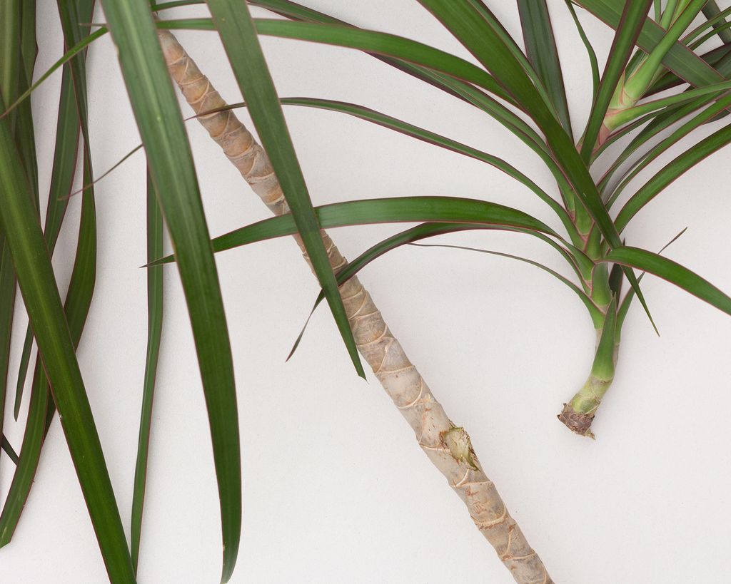 Dracaena propagation tips: how to get more dragon plants | Gardeningetc