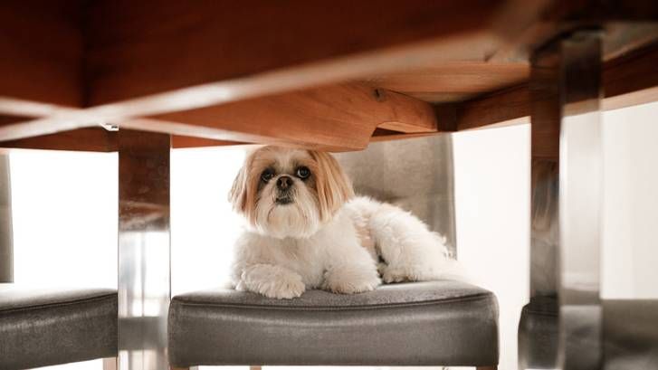 How to calm a dog down during periods of high anxiety | PetsRadar