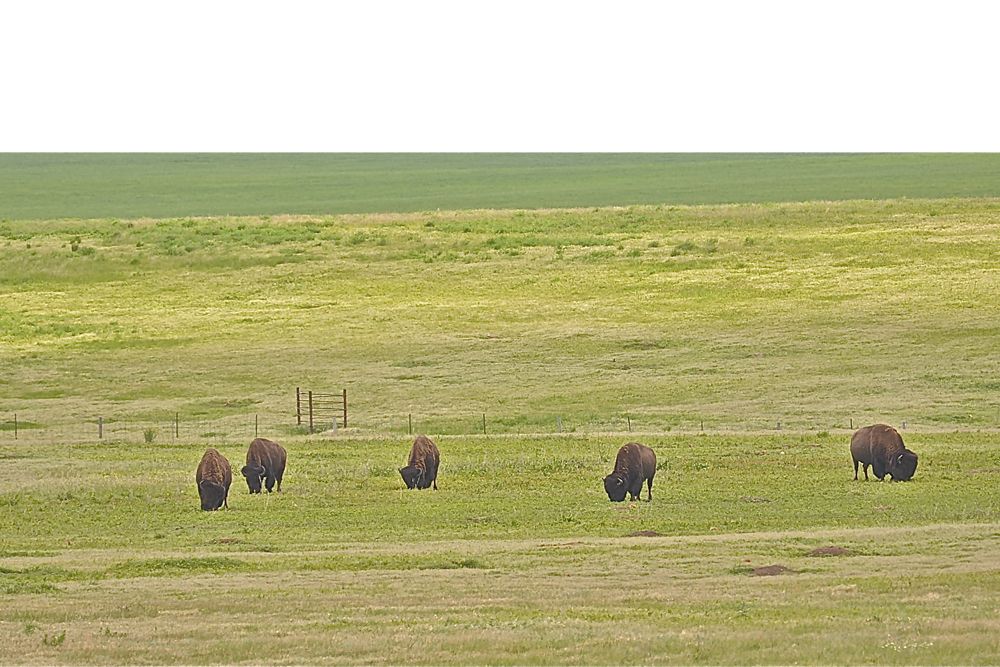Tallgrass Prairie Ecosystem Images | North American Prairies | Live Science