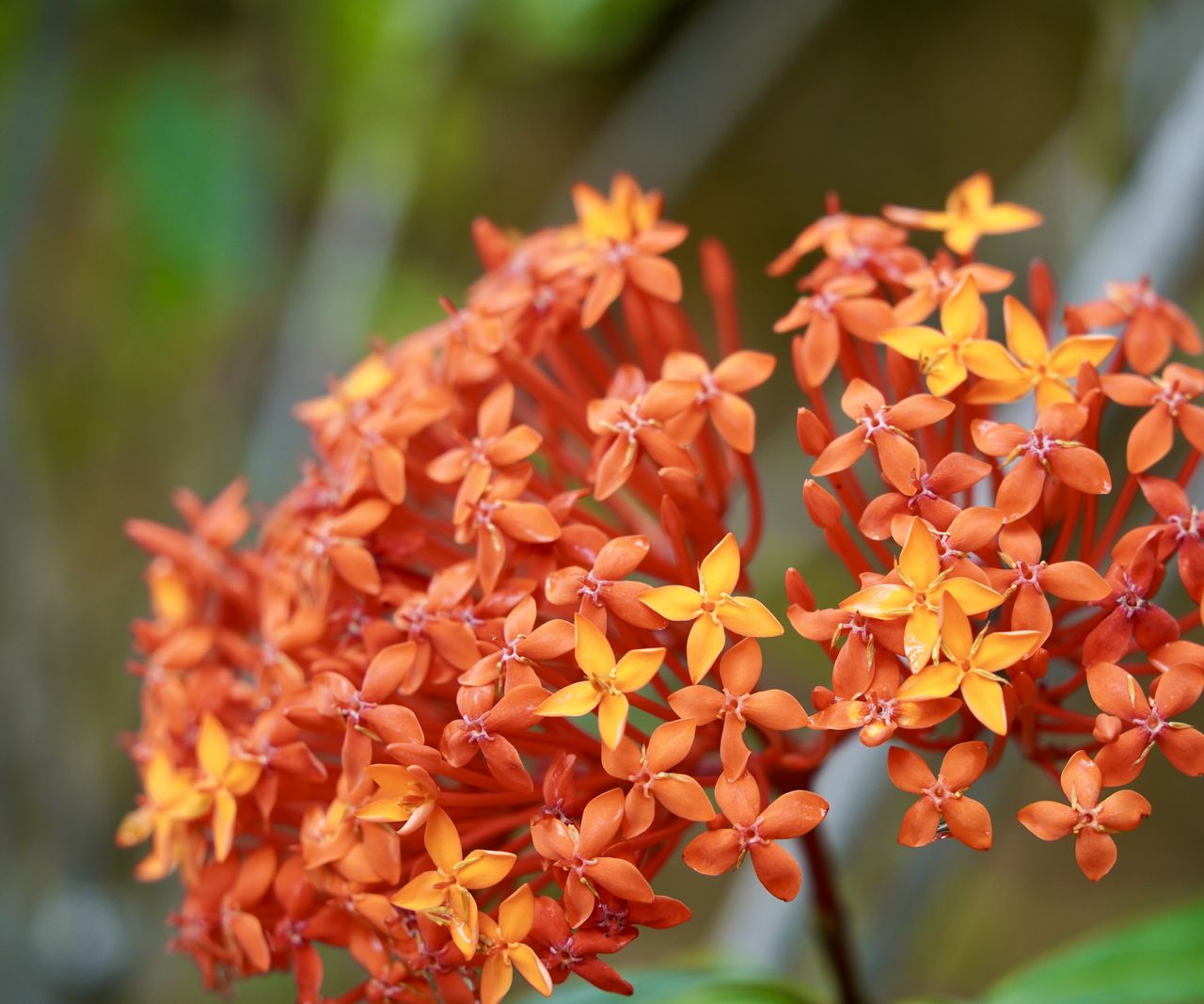 How to grow ixora: advice on growing this tropical shrub | Homes and ...