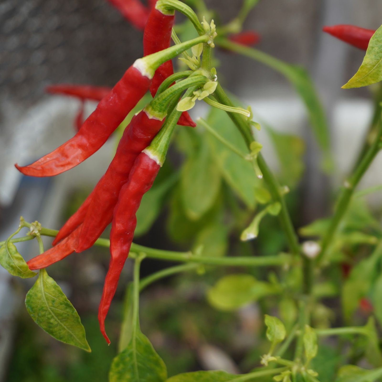 Overwintering chilli plants – how to keep your plants alive | Ideal Home