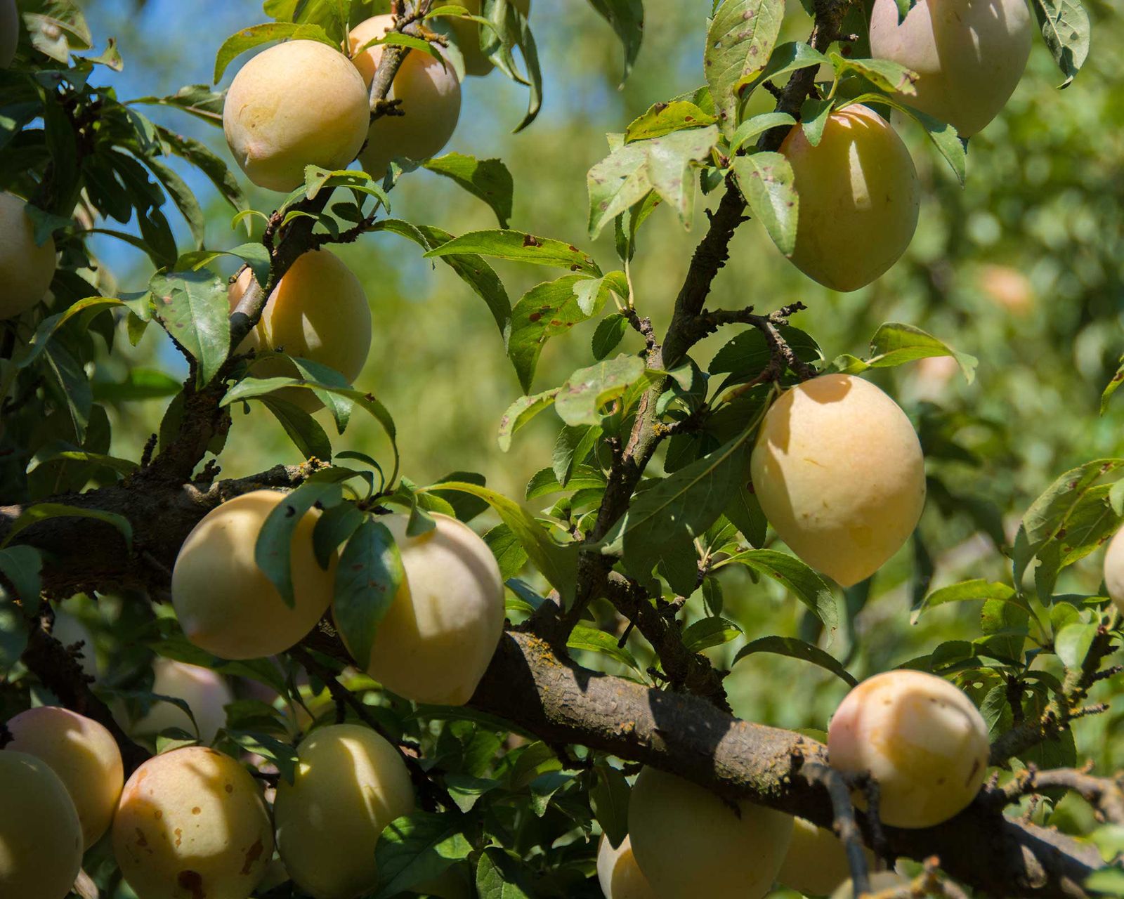 How to prune a plum tree: easy steps to keep cordon, bush or pyramid ...