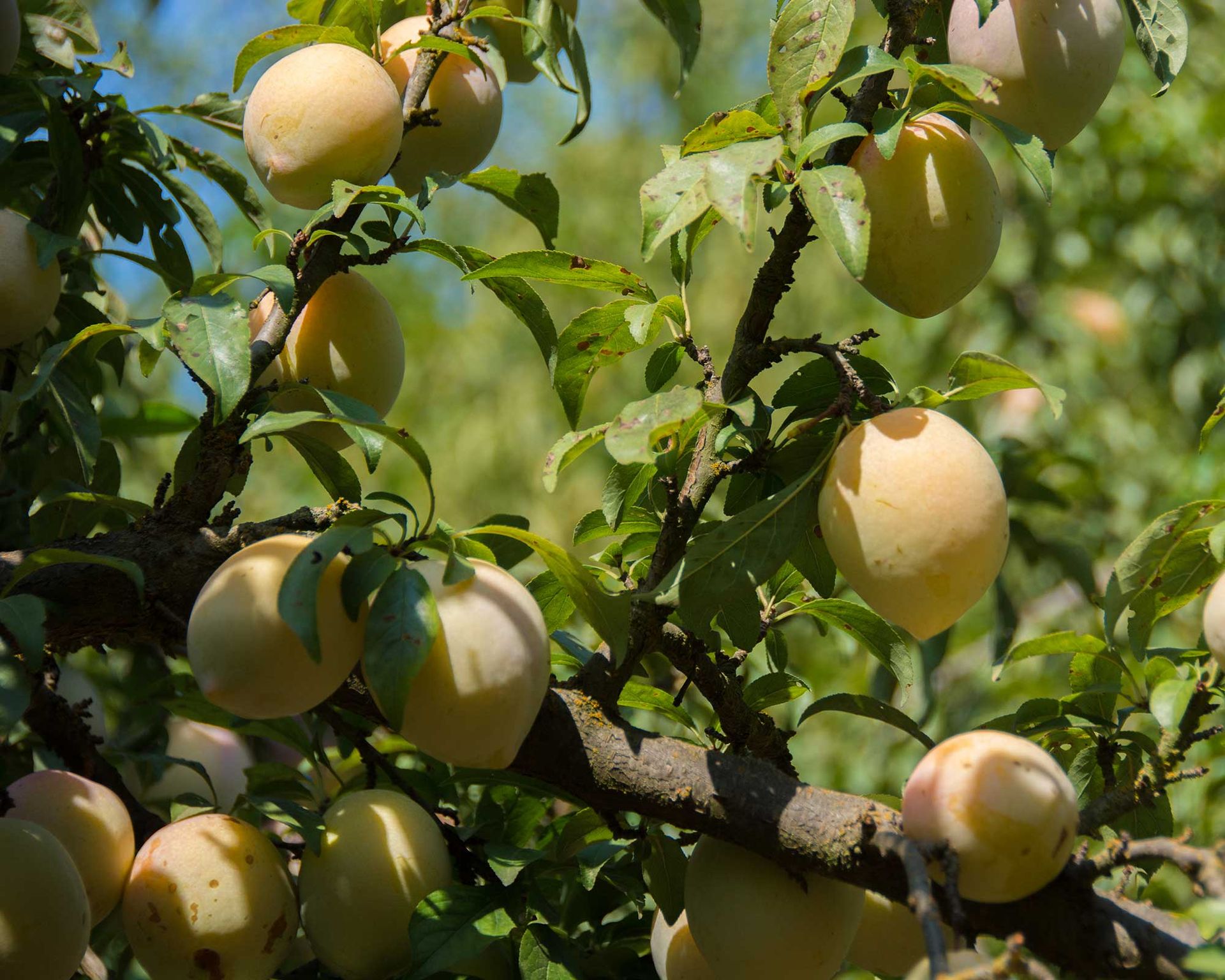 How to prune a plum tree: easy steps to keep cordon, bush or pyramid ...