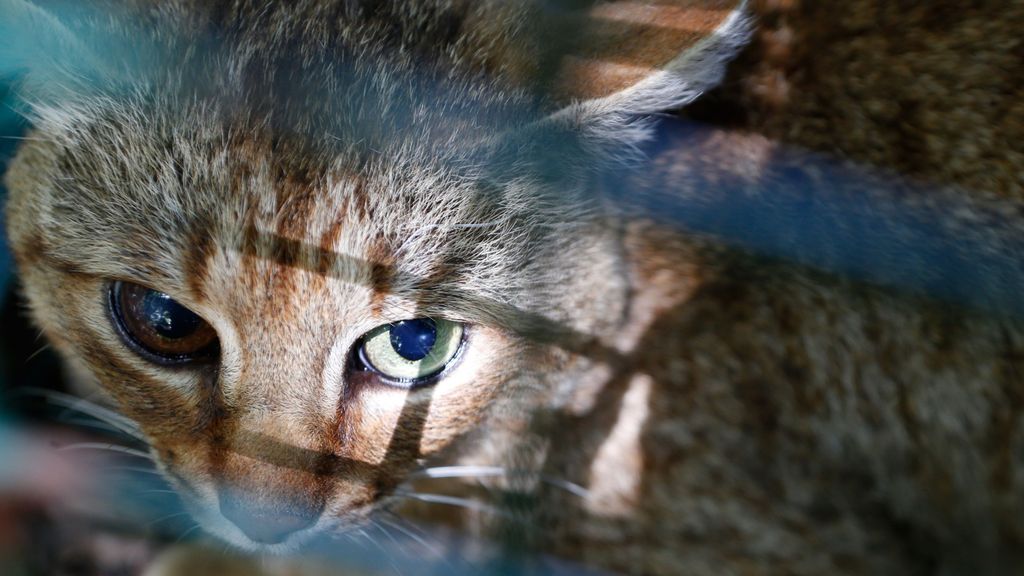Legendary 'cat-fox' could be a new subspecies | Live Science