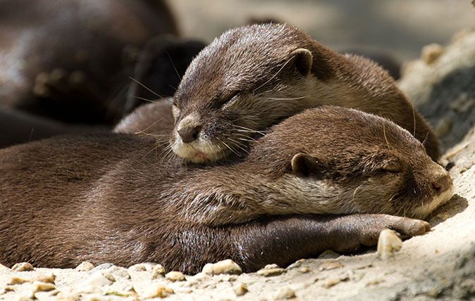 13 things you never knew about weasels, from taking on rabbits to ...