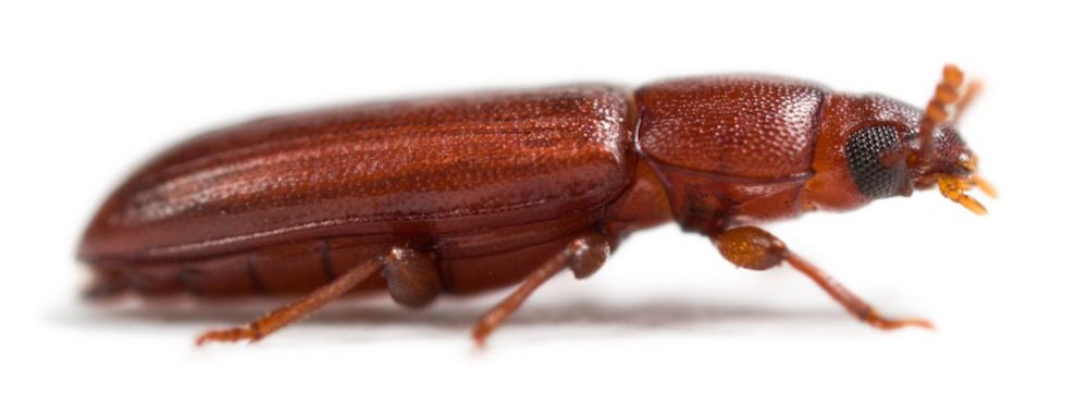 In Images: The Insect Family Tree | Live Science