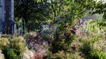 What are ditch plants? The invincible perennials you need | Homes and ...