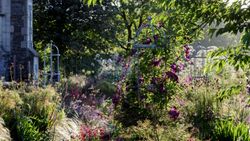 5 toxic and poisonous trees that gardeners should know about | Homes ...