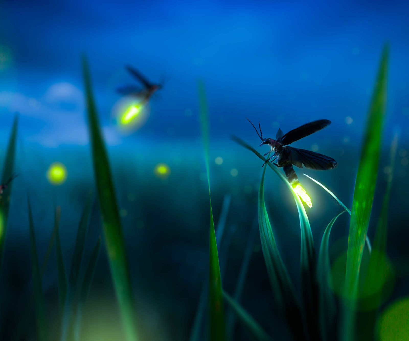 5 Key Night Pollinators You Need To Attract To Your Yard | Gardening ...