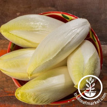 How to grow chicory - an expert guide to great harvests | Homes and Gardens