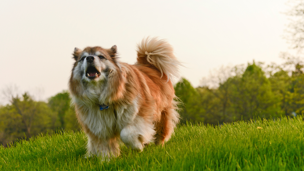 Is your dog play barking? Here’s why, according to an expert | PetsRadar