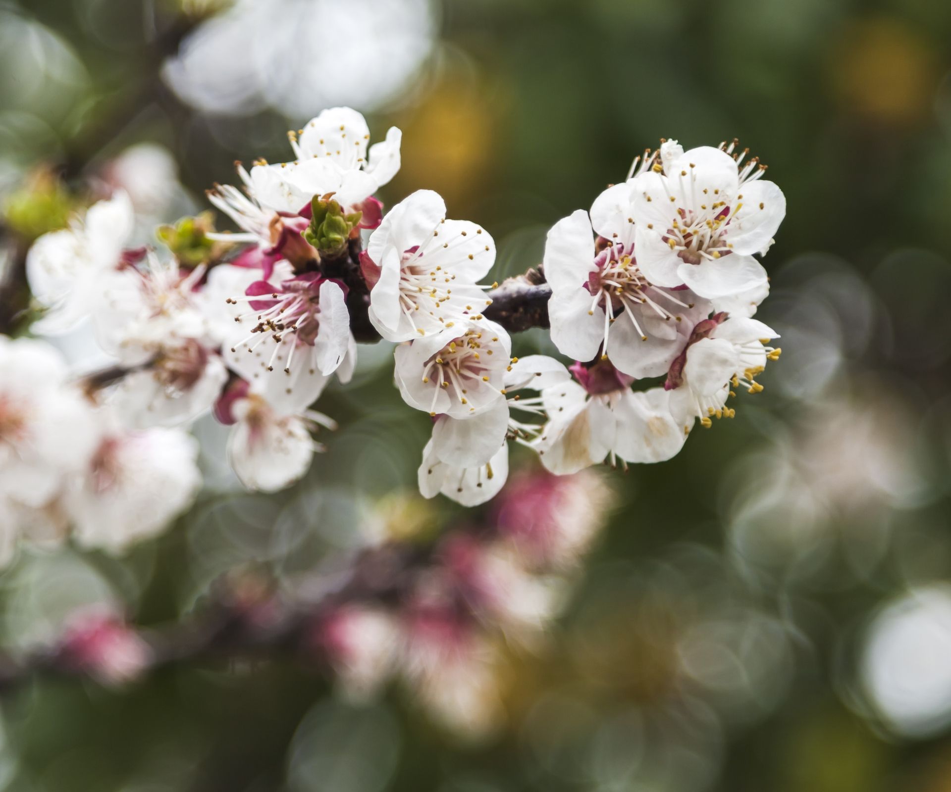 How to grow an almond tree: for beautiful blossom every year | Homes ...