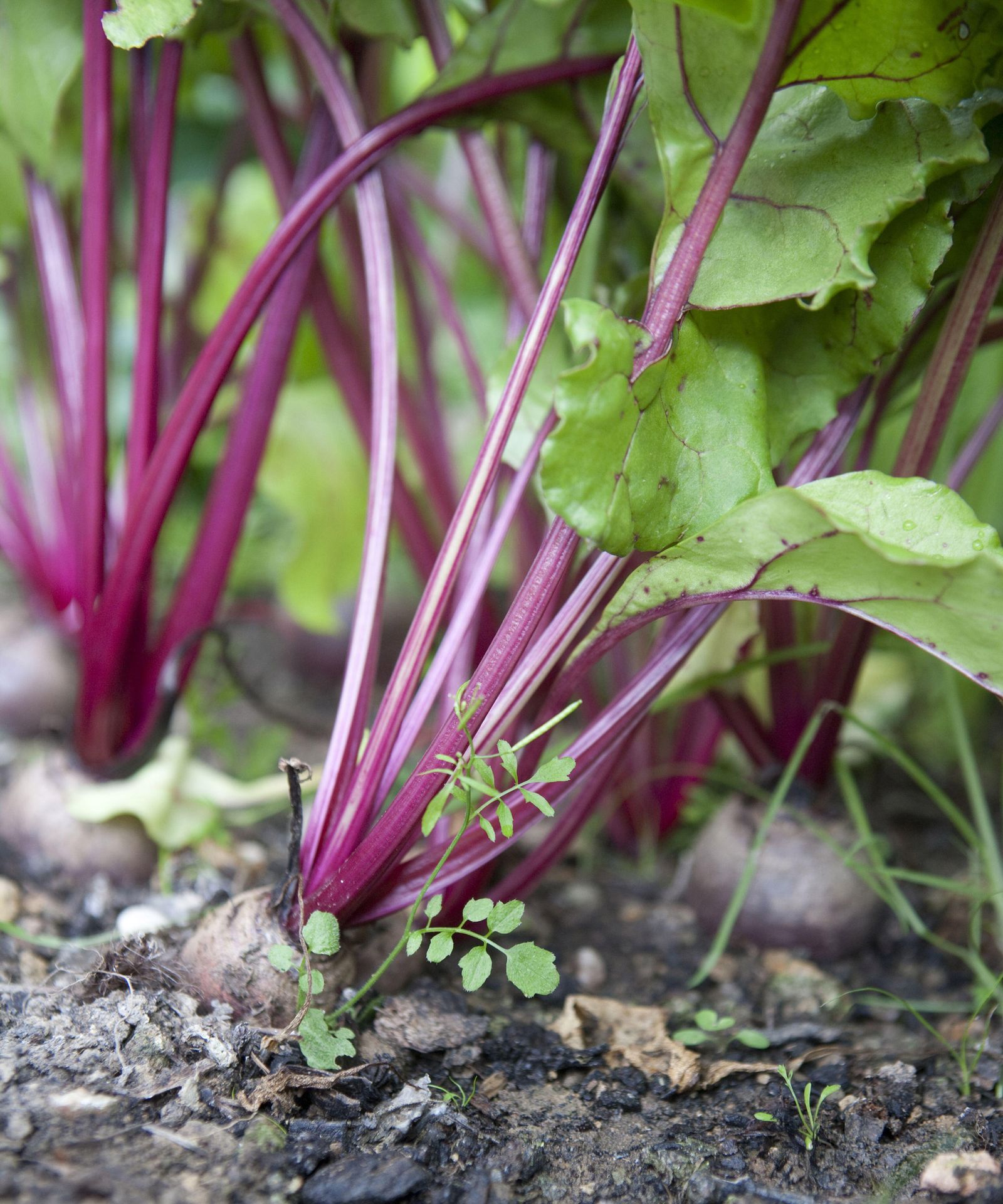 Beetroot growing mistakes: 9 errors to avoid | Homes and Gardens