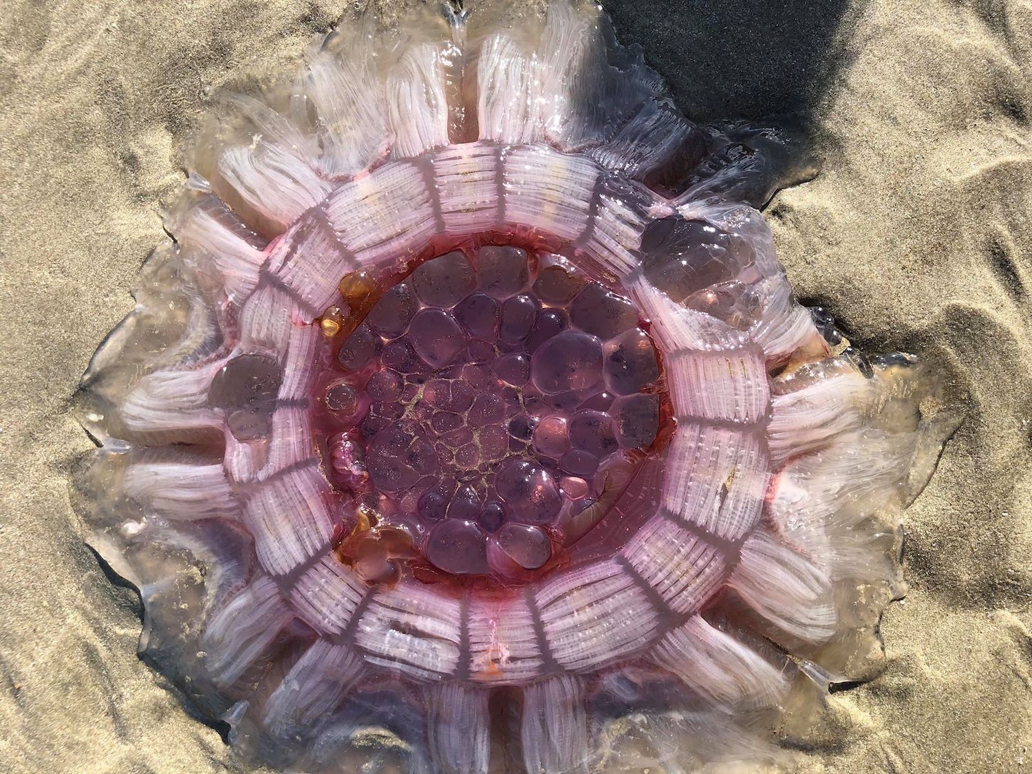 Family Finds Gooey 'Alien' Jellyfish on NZ Beach. And It Looks Like a ...