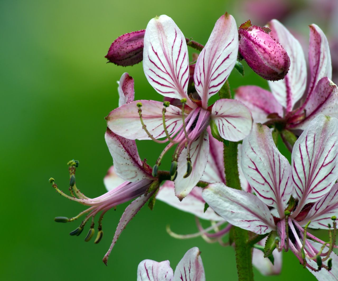 Plants you should never divide: with experts advice | Homes and Gardens