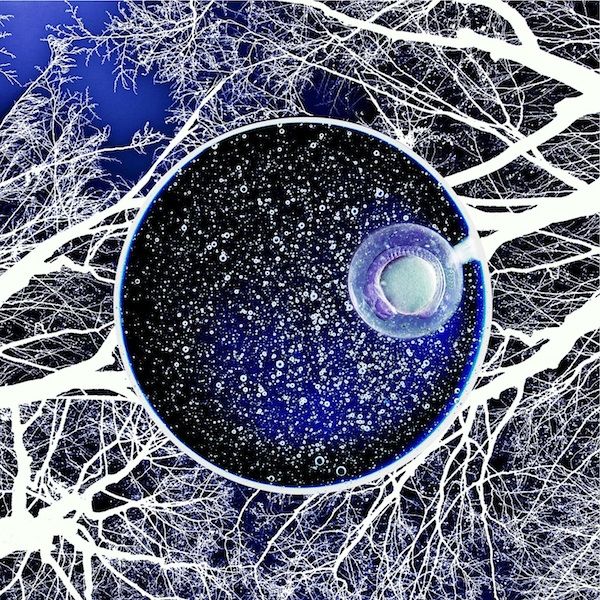 Magnificent Microphotography: 50 Tiny Wonders | Live Science