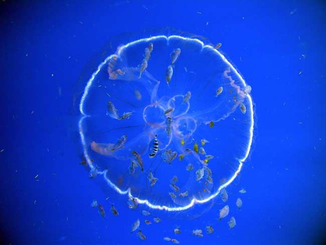 Album: Jellyfish Rule! | Live Science
