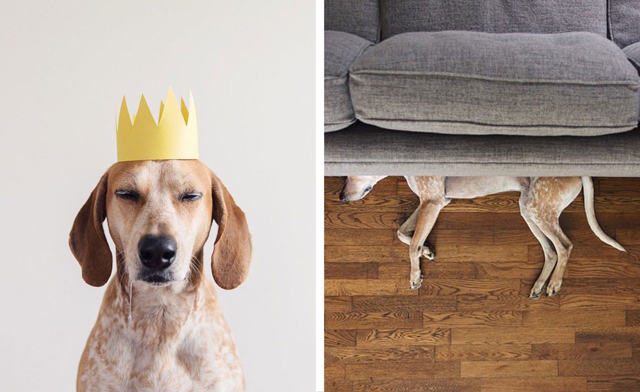 Doggy style: the most stylish dogs of Instagram | Wallpaper