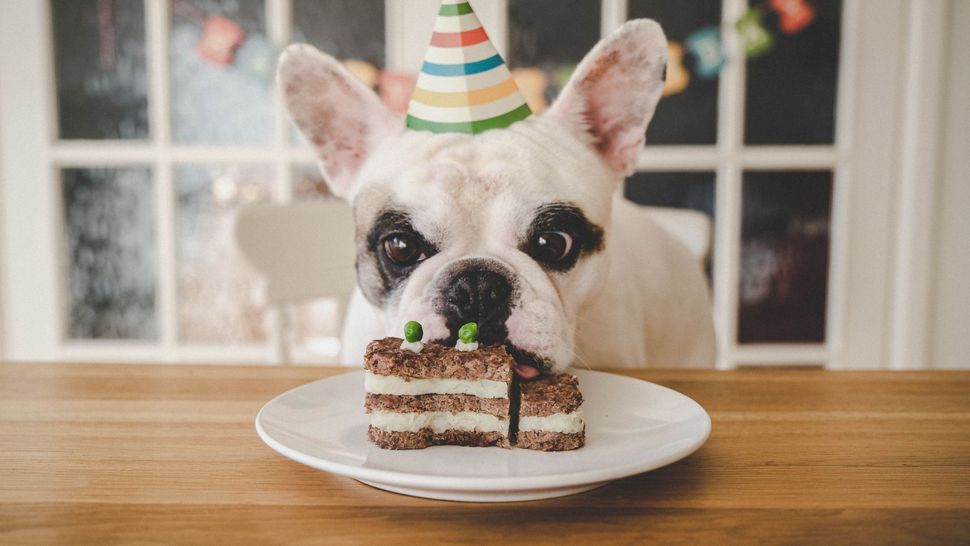 20 pet birthday ideas and ways to celebrate | PetsRadar