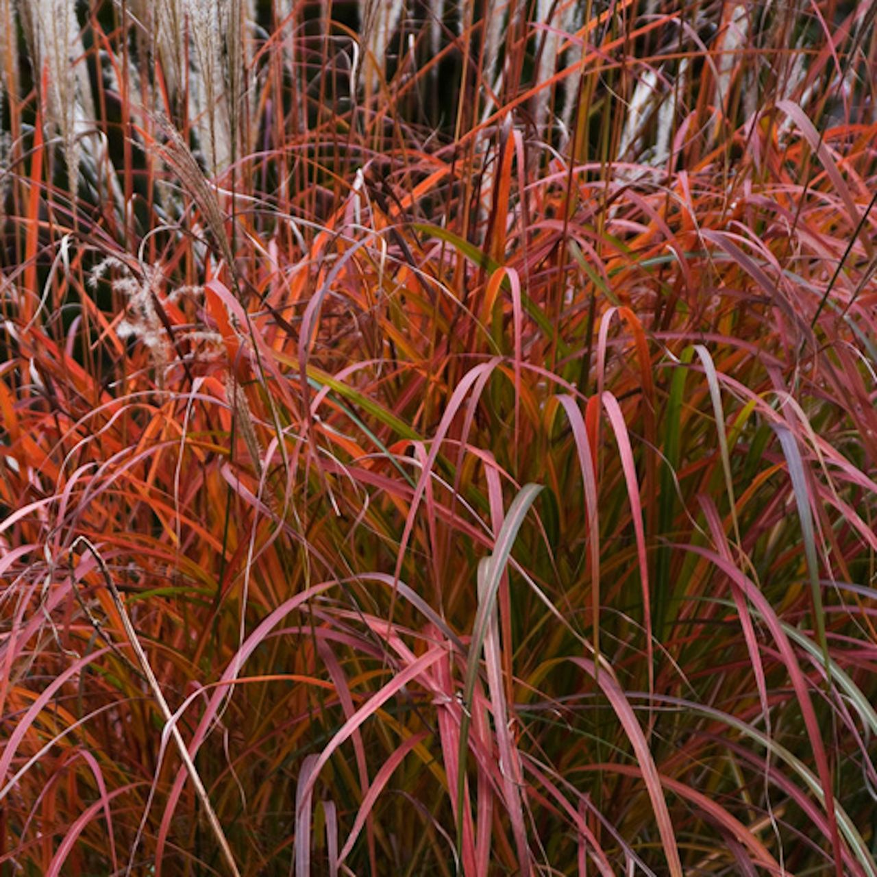 Best miscanthus varieties: 15 of the top ornamental grasses | Homes and ...