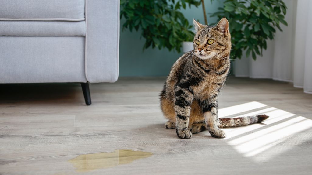 10 signs a cat is stressed and how you can help | PetsRadar