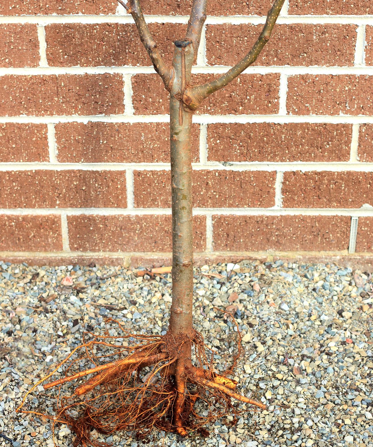 What are bare root plants and when should I plant them | Livingetc