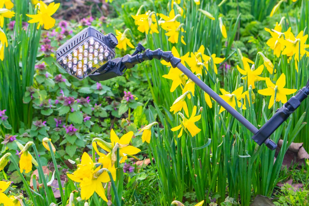 How to use a 'Plamp' for steadier macro shots at home or on location ...