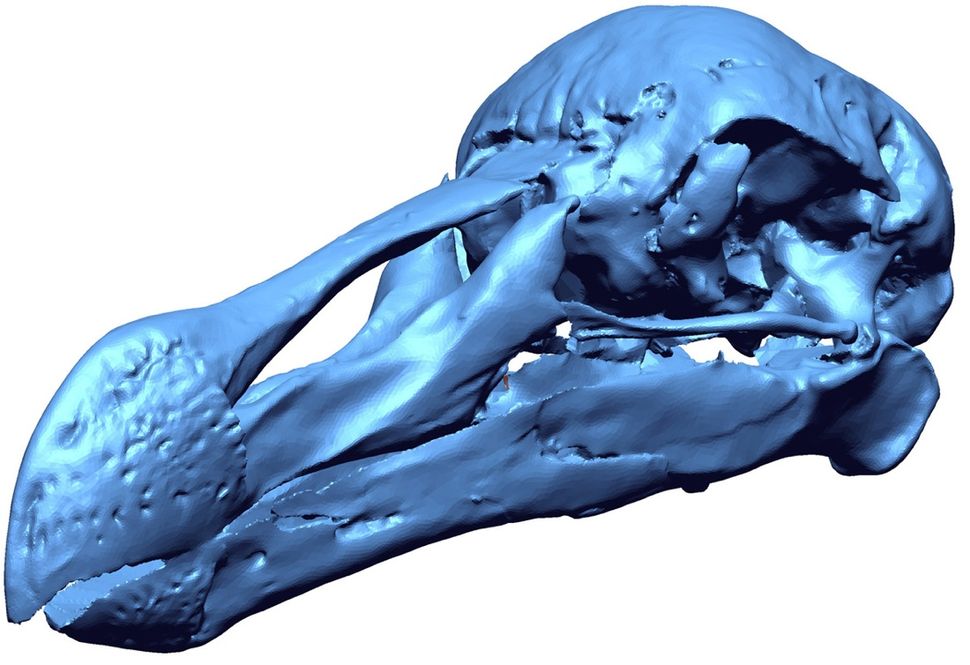 Dodo Bird Skeleton Yields Long-Extinct Secrets in 3D Scan | Live Science