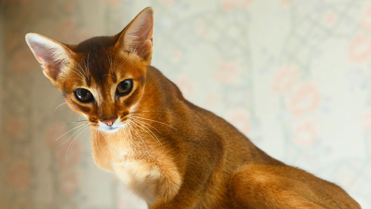 20 independent cat breeds who are happy doing their own thing | PetsRadar