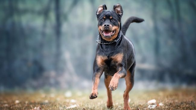 Best guard dog breeds for maximum protection | PetsRadar