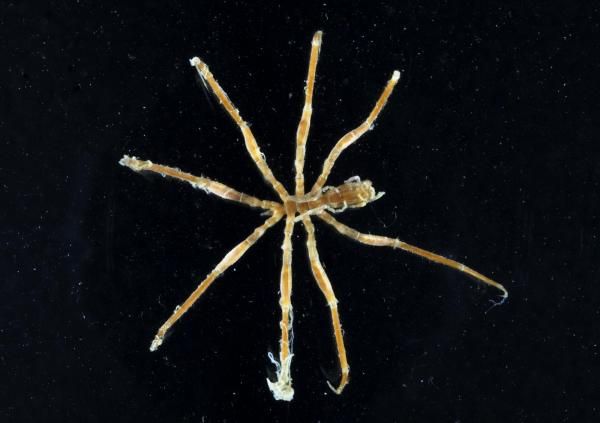 Creatures of the Frozen Deep: Antarctica's Sea Life | Live Science