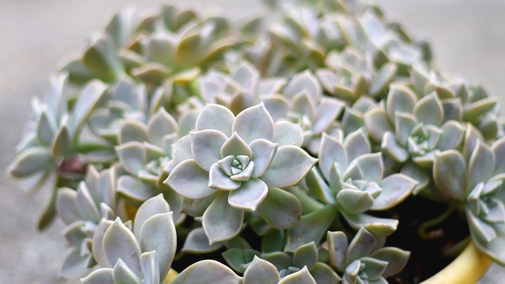 How to grow and care for ghost plants | Homes and Gardens