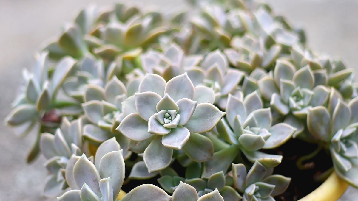 How to grow and care for ghost plants | Homes and Gardens