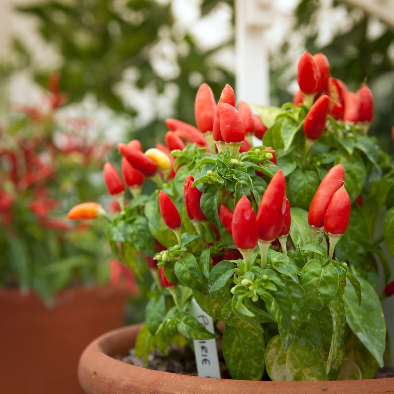 When to plant chilli seeds – it depends on the spice level | Ideal Home