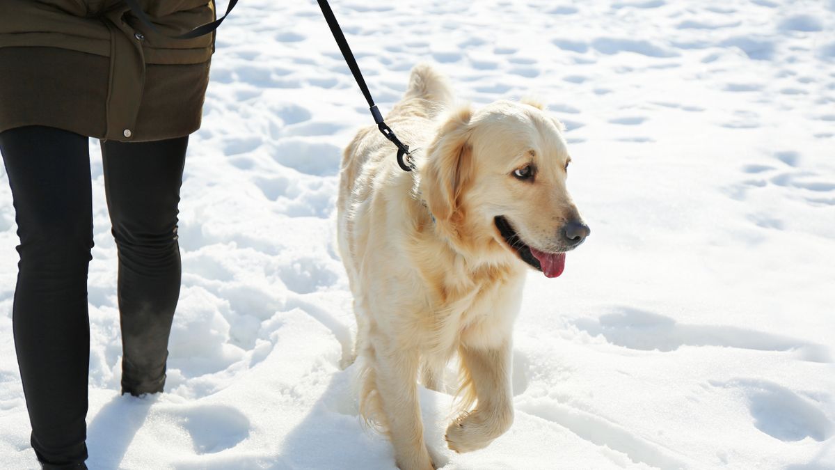 Walking dogs in the snow — 6 essential safety tips | Tom's Guide