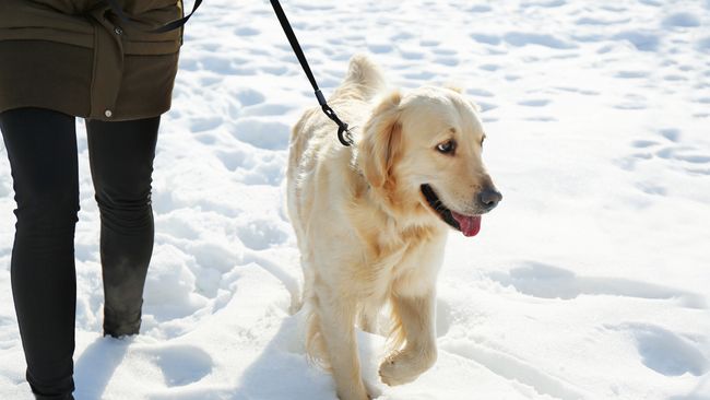 Walking dogs in the snow — 6 essential safety tips | Tom's Guide