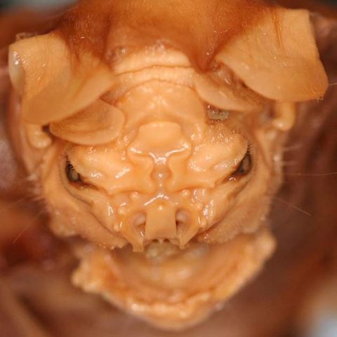 Bat's Wrinkly Face Improves Sonar | Live Science